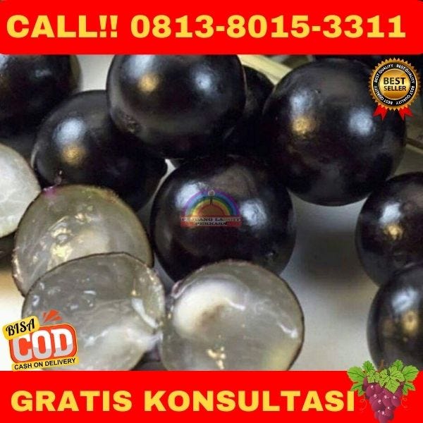 POTONGAN GILA ! H.Tovix CALL: 0813–8015–3311 Jual Pohon Anggur Brazil ...