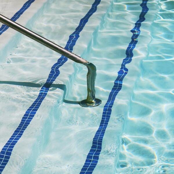 The Most Annoying Swimming Pool Stain (And How To Prevent It) - Prizm ...