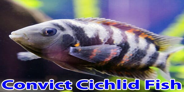 Convict Cichlid Fish - Bhanu Fish Aquarium - Medium