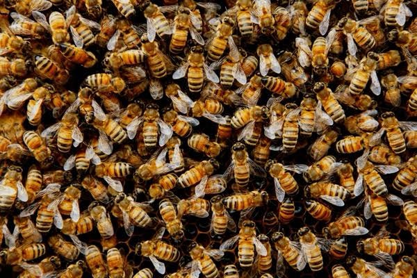 Why Relocating Bees is the Best Choice for You and the Environment | by ...