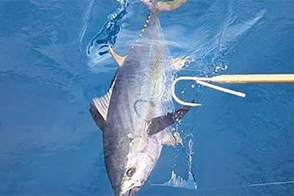 Best Marlin Fishing in the World | Ecuagringo.com Looking for the best ...
