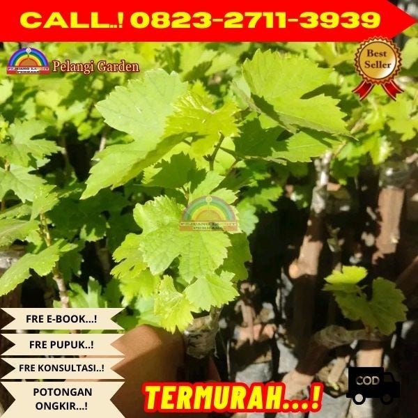 CEPAT BERBUAH ! H.Tovix CALL: 0823–2711–3939 Jual Tanaman Anggur ... CEPAT BERBUAH ! H.Tovix CALL: 0823–2711–3939 Jual Tanaman Anggur ...