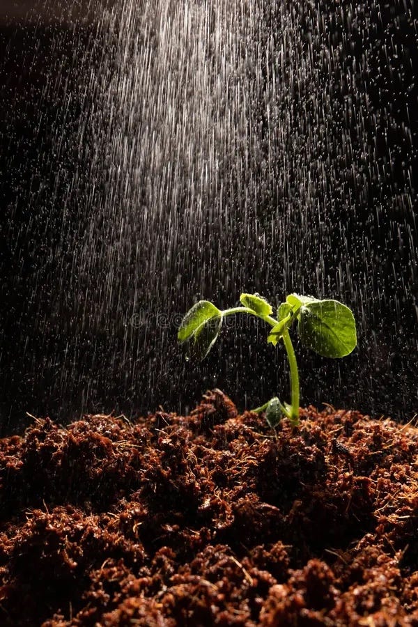 Roots & Soil. A family poem | by Lorenze Rose | Jul, 2023 | Medium