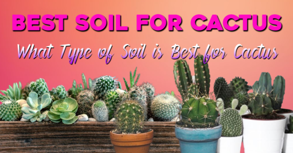 BEST SOIL FOR CACTUS: WHAT TYPE OF SOIL IS BEST FOR CACTUS? | itsaboutgardening.com | by Darwin ...