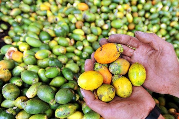 Bisnis Sirih dan Buah Pinang, Merawat Tradisi dan Mendorong Ekonomi ...