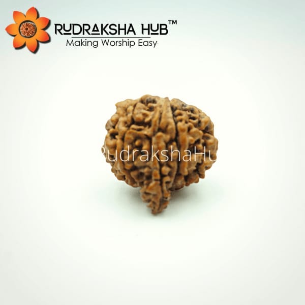 7 Mukhi Ganesha Rudraksha (Nepali) - Workshivani - Medium