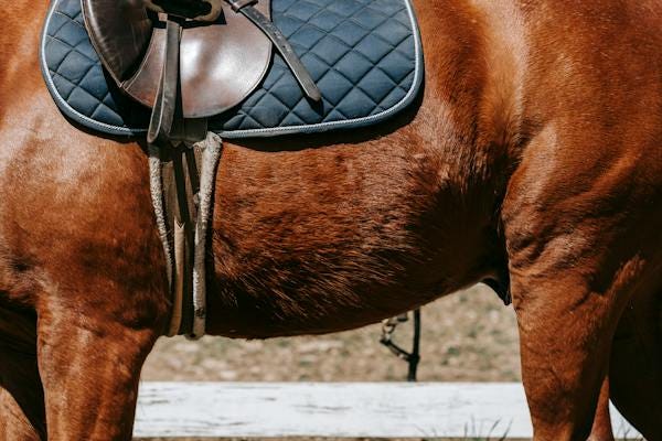 Guide to Buying Used Saddles. In the world of equestrianism, the… | by Tate Backlinks Ltd | Feb ...