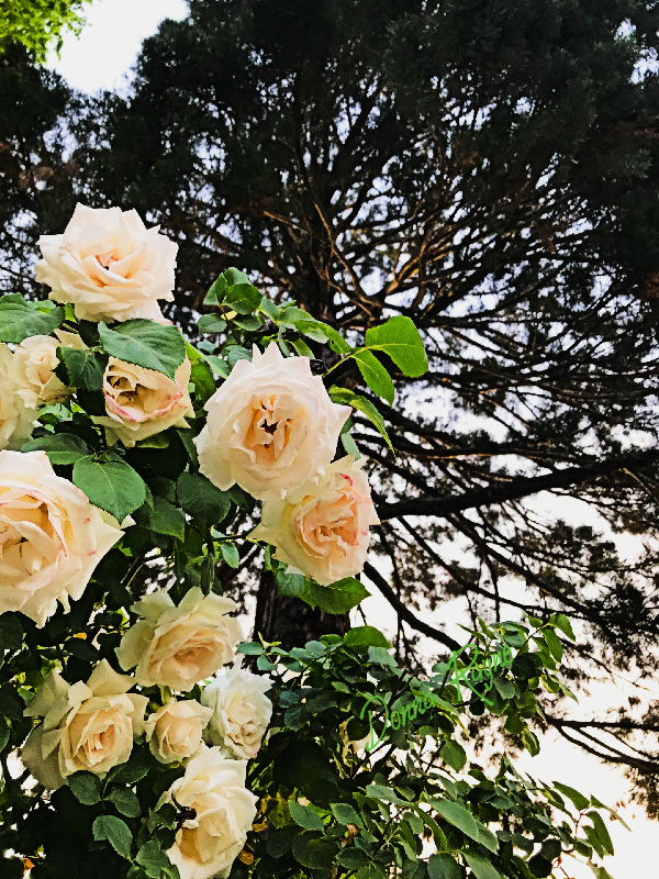 The Cool Morning Breeze with Sunshine Kisses | Medium