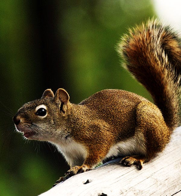 Signs You Have a Squirrel Infestation in Your Home or Business - MDK ...