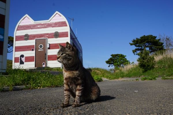 Could you live on Cat Island?. Trapped in a Furricane: Endless Kitties ...