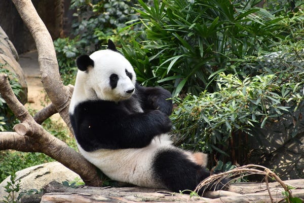 Why it is Better to Live as Pandas | The Haven