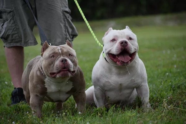 Micro Bully：Traits and Characteristics | by Ngobichhuyen | Aug, 2023 ...