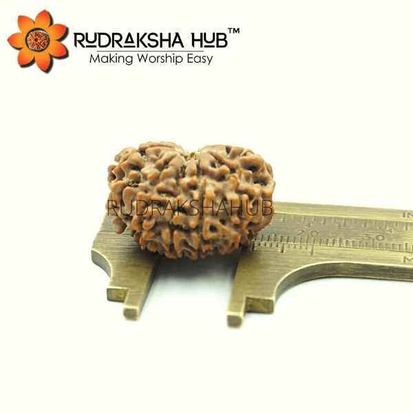 12 Mukhi Rudraksha (Nepali) - Rudrakshahub - Medium