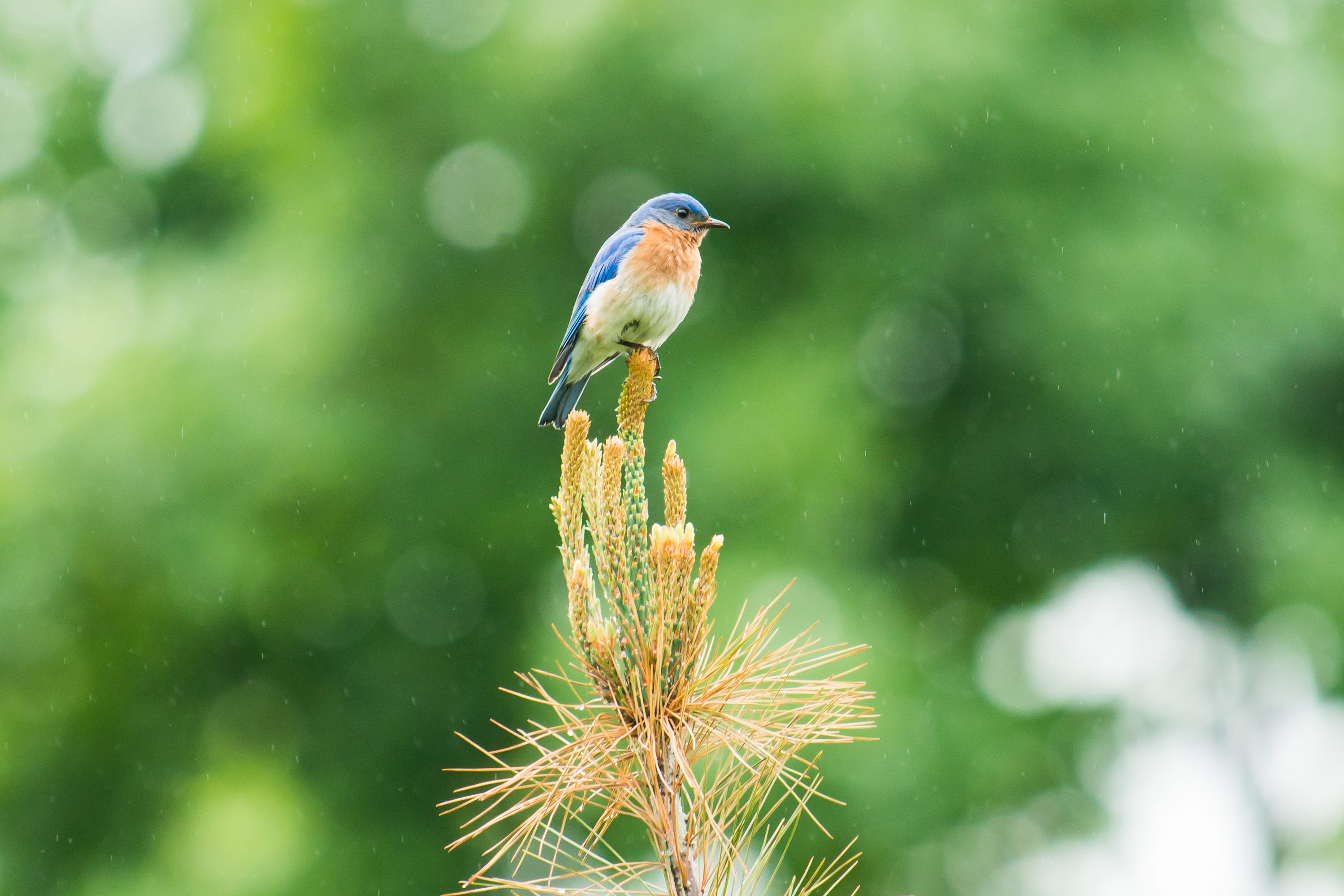 Bluebird Babies Facts