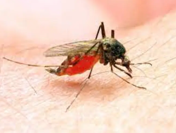 Malaria: Symptoms, Causes and Treatment The word “malaria” means “Bad ...