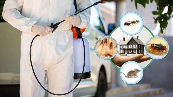 Preventing Pest Infestations in Johannesburg | by Eco Fumigation | Jun ...