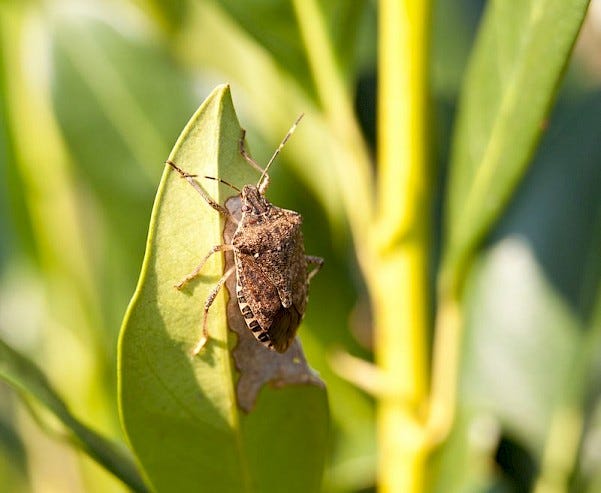 StinkReasons Why Stink Bugs are in Your House - Buzz Marketing Pros ...