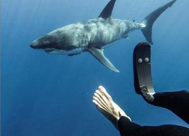 Sharks & Surfing. You may have seen Kelly Slater’s… | by Jasmine Tribe ...