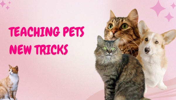 Teaching Pets in Tricks:. A Guide to Pet Owners | by Shakeela | Oct ...