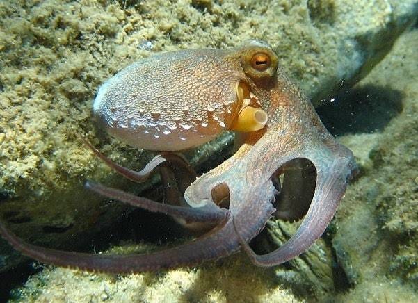 The Extraordinary Intelligence of Cephalopods: Masters of the Deep | by ...