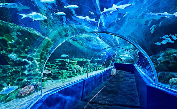 5 Amazing Facts about Underwater Aquariums | by Jazz blogs | Medium