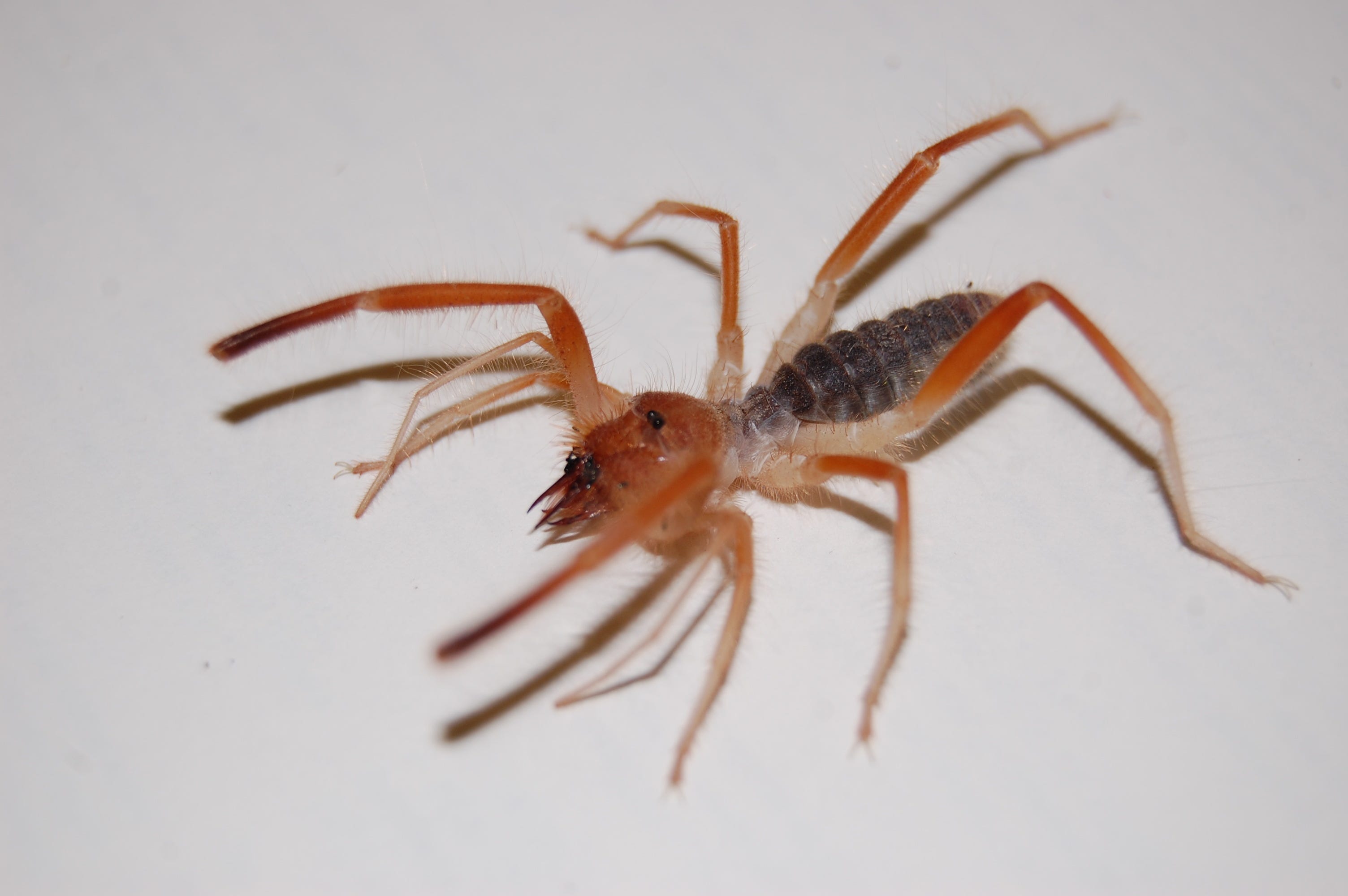 Camel Spider Fangs