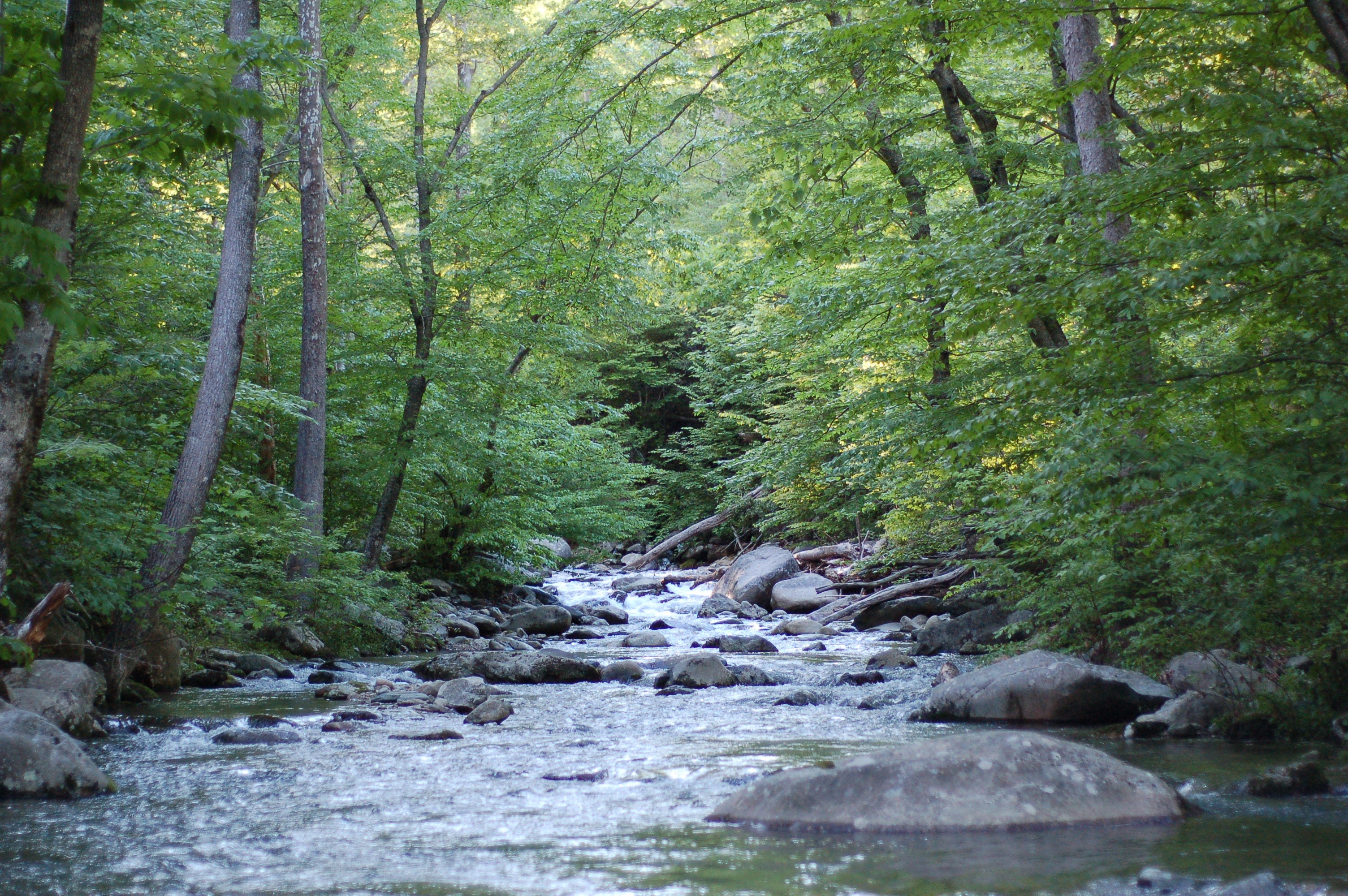 Rapidan Wildlife Management Area Shenandoah National Park – Page 2
