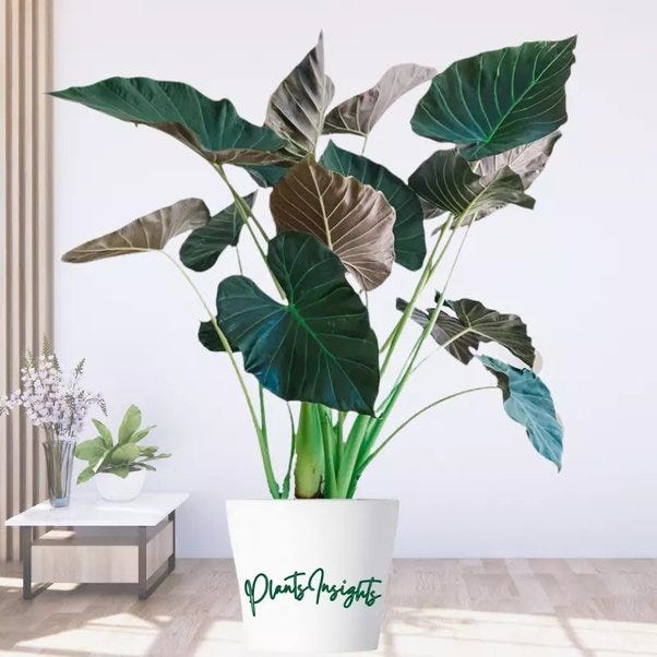 Alocasia ‘Regal Shields’ Growing & Care Guide | by Plants Insights | Medium