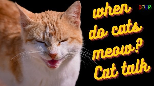 When do cats meow? Cat talk.. YOUTUBE Part 1. | by Sami Amina | Medium