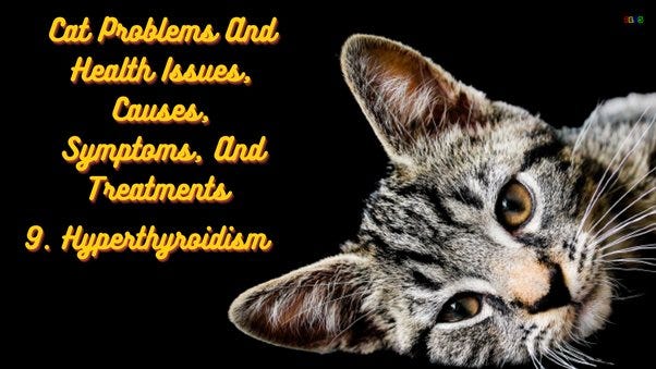 Hyperthyroidism: Cat Problems and Health Issues, causes, symptoms, and ...