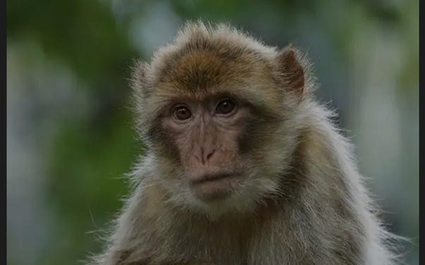 The famous “Monkey business” story in Stock market !! | by Akshat Joon ...