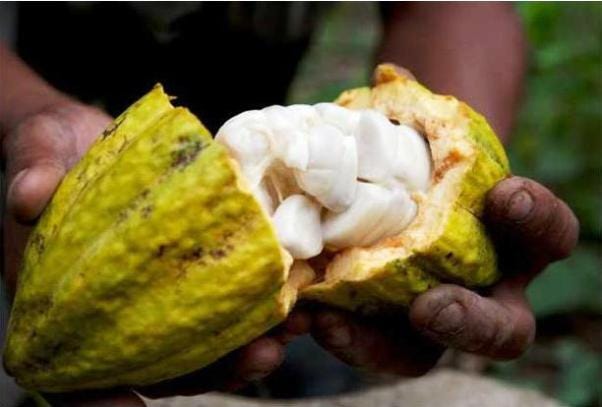 How to make white wine out of Cacao Fruit in 7 Steps | by Smart Globe ...