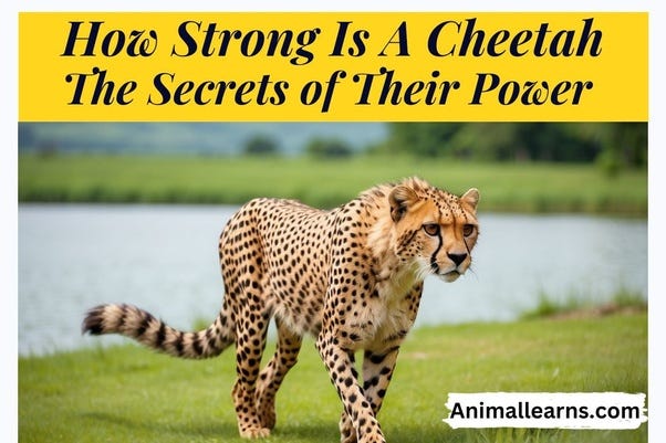 How Strong Is A Cheetah: The Secrets of Their Power - Animal Learns ...