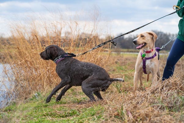 How to Teach Your Dog to Walk on a Leash Without Pulling | by Mohsin ...