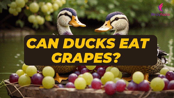 Can Ducks Eat Grapes? Everything You Need to Know - Birdyfacts - Medium