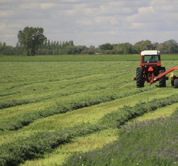 The Importance of Alfalfa in Farming Operations | by Forage Complete ...