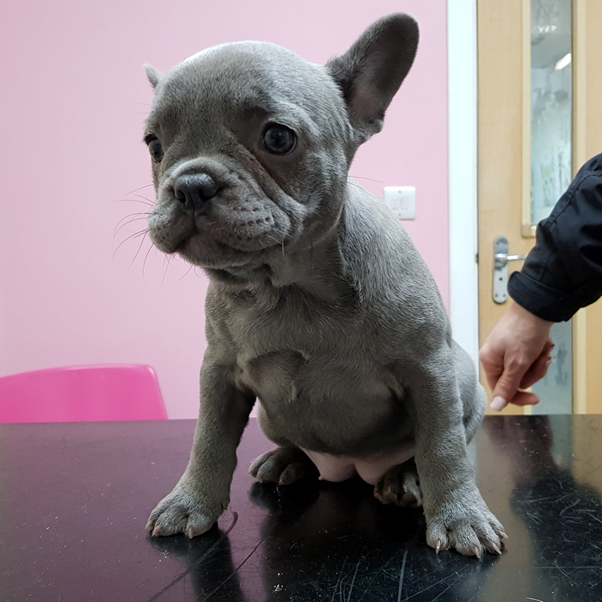 VET´S CHECKLIST FOR YOUR NEW PET. Tip 3/7-Vaccination | by ...