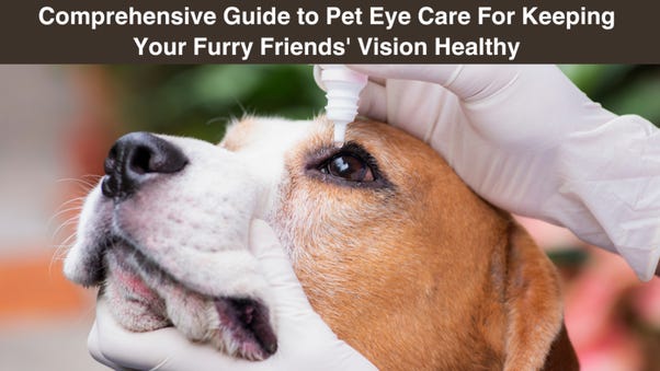 Comprehensive Guide to Pet Eye Care For Keeping Your Furry Friends ...