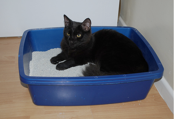 Glenn Danzig Speaks Out on Those Cat Litter Pictures | by Edith ...