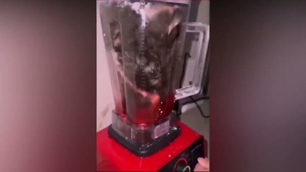 The Cat Blender: Bí Quyết Tạo Mèo 3D Đáng Yêu và Sống Động