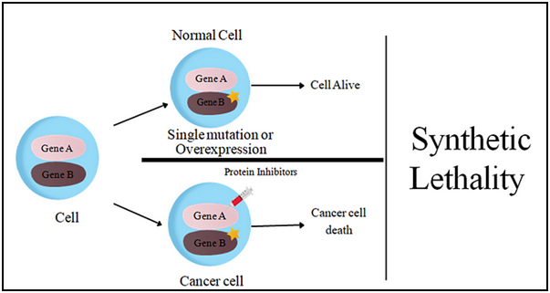 Precision Medicine: Exploring Synthetic Lethal Strategies in Cancer ...