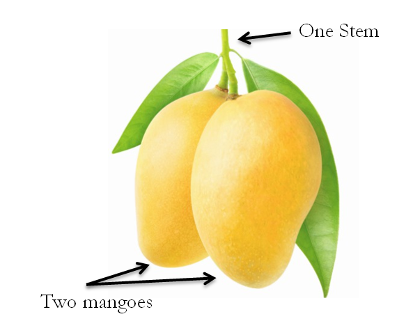 My Mango-friend!. Mangoes: are a tropical fruit that… | by Kumari ...