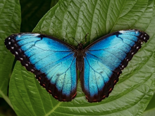 From Low-Res to High-Def: Enhancing Image Quality with OpenCV Super-Resolution | by silfaradila ...