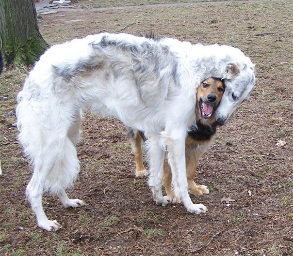 Study finds that telling people your dog is a rescue makes you a 64% ...
