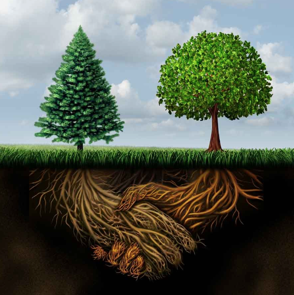 The World Wide Web: Mycorrhizal Networks as a Platform for Tree ...