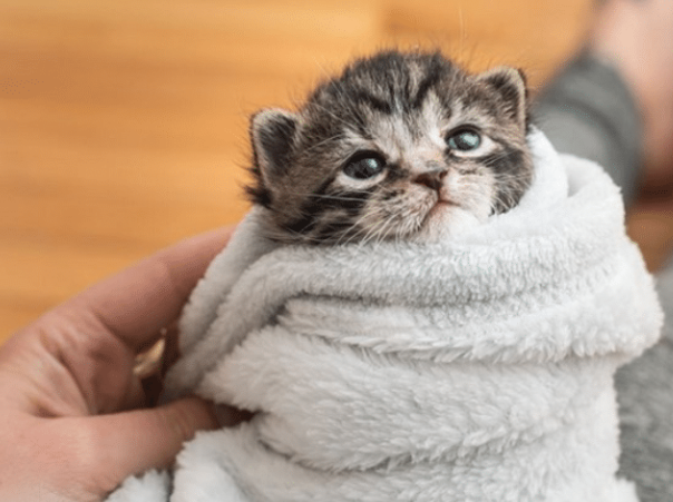 lovepetCat Care: Essential Tips for Nurturing a Happy Cat | by ...