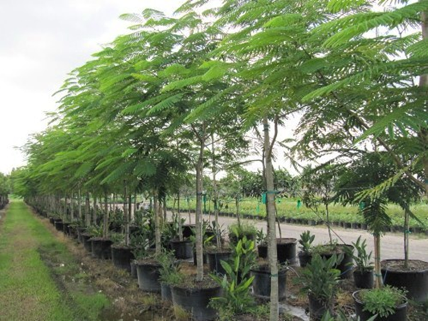 Pohon Flamboyan Kuning