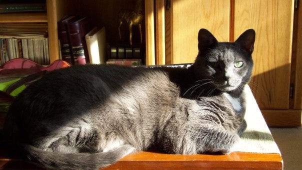 Missing Max. November 8th, 2016 was a sad, horrible… | by Juliana ...