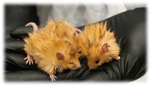 Resurrecting the Ancient. The Woolly Mouse as a Modern Parable of… | by ...