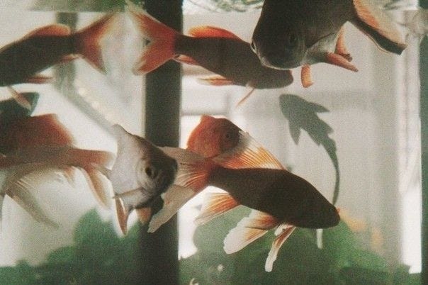 there are too many fish in the sea and i can’t seem to fit another one ...